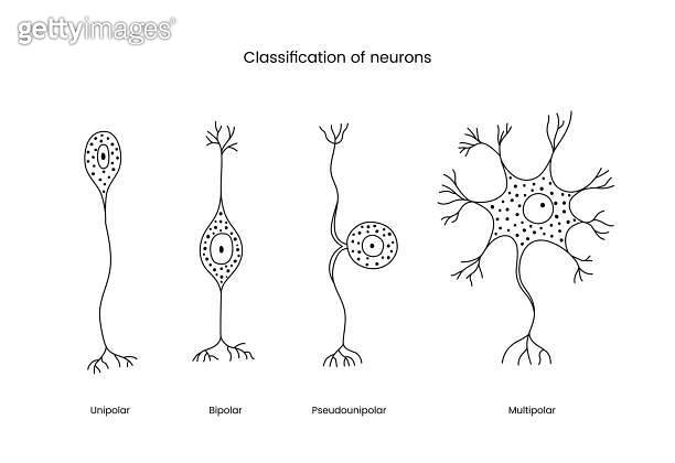 Classification of neurons a set of line icons in a vector, illustrating ...