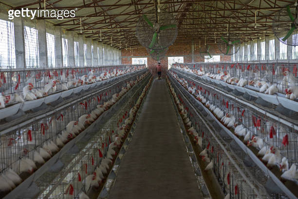 White chickens in coops in factory at poultry farm 이미지 (1568823569 ...