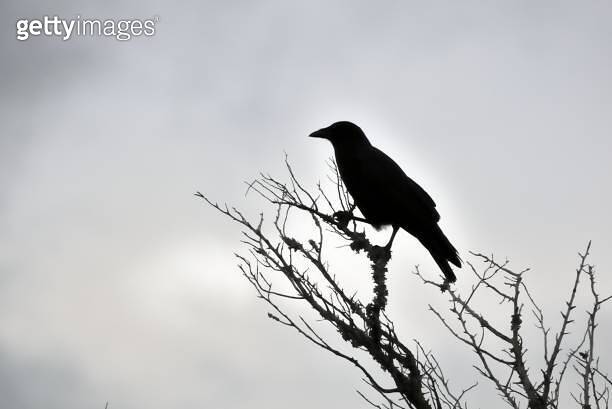 American Crow in Silhouette Looking Forward 이미지 (1750437372) - 게티이미지뱅크