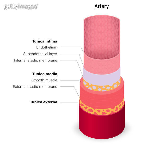 Structure of artery. Medical education. Blood vessels. 이미지 (1474767348 ...