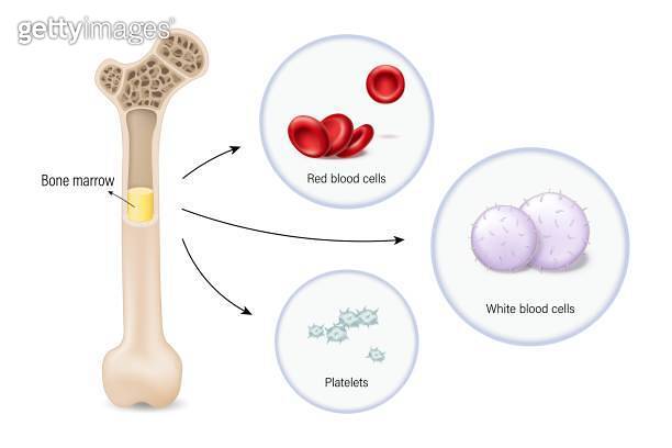 Bone marrow, the source of red blood cells, white blood cells, and ...