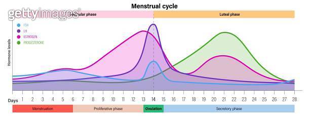 Menstrual cycle. Hormone levels. Menstrual, proliferative ovulation and ...