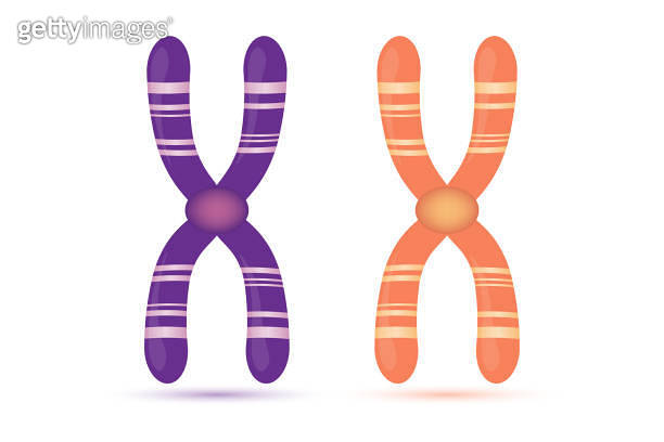 Structure of chromosome vector. Biological study (1474939235) - 게티이미지뱅크