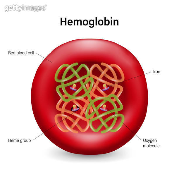 The structure of hemoglobin in red blood cells. Heme groups, and ...
