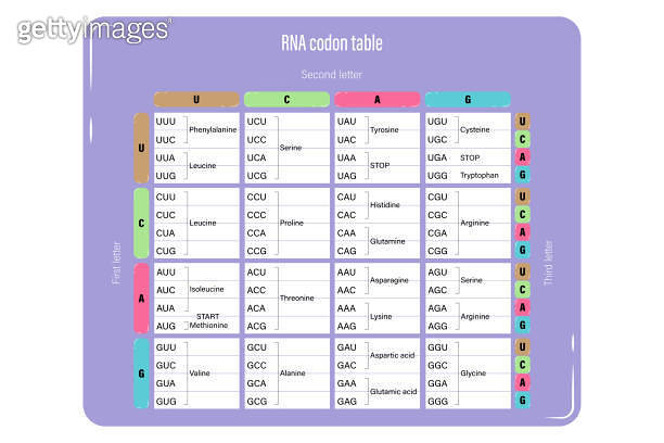 RNA codon table vector. Genetic code. The three bases of an mRNA codon ...