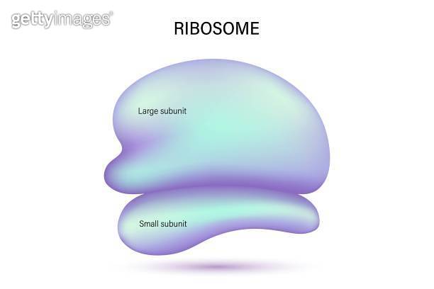 Ribosome structure vector. Large subunit and Small subunit. 이미지 ...
