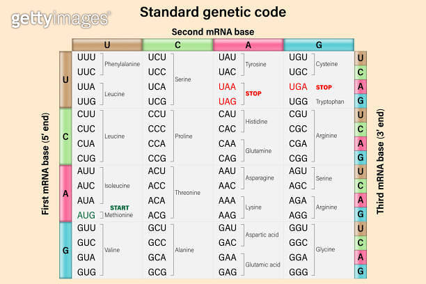 Genetic code. The three bases of an mRNA codon. Amino Acid Sequence ...