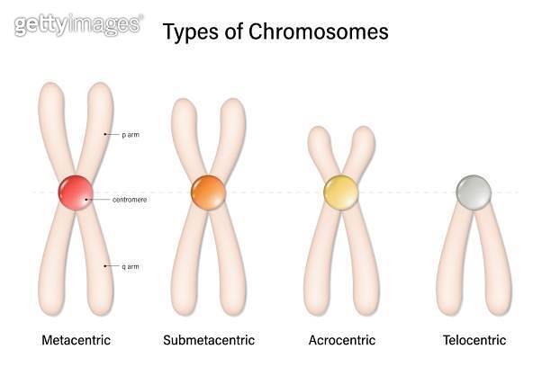 Type of chromosome. Metacentric, Submetacentric, Acrocentric ...