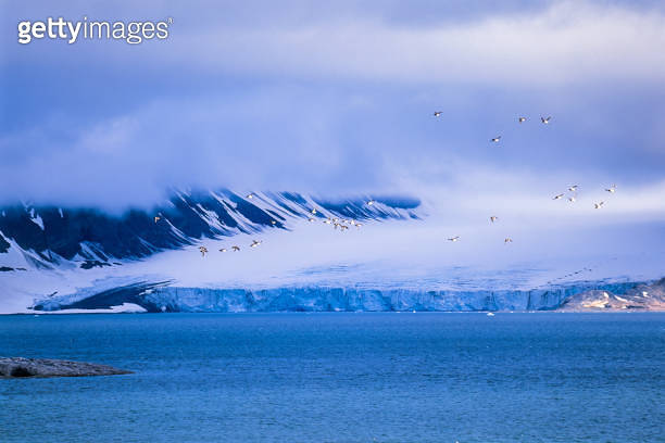 Flock of arctic seabirds flying in the arctic landscape 이미지 (1727477407 ...
