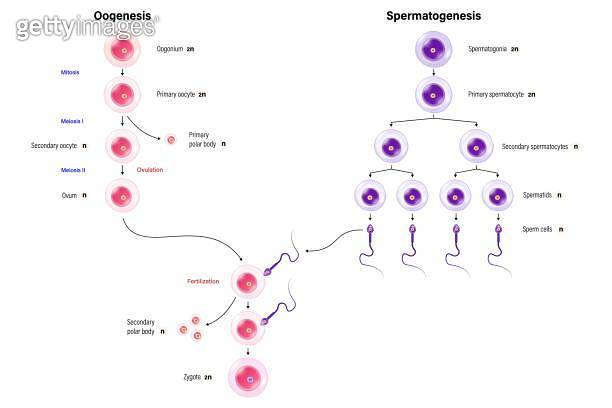 Oogenesis and Spermatogenesis. Stages in Gametogenesis. Human ...