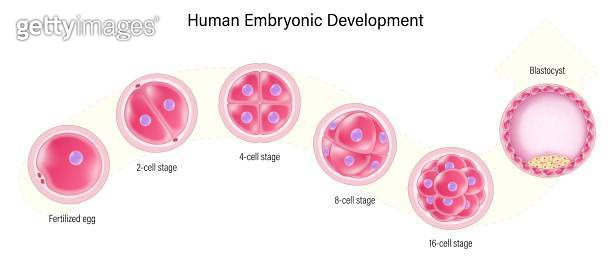 Human embryonic development. Human embryogenesis. Zygote, 2-cell stage ...