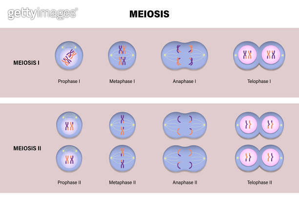 Meiotic division of an animal cell. Diagram of Meiosis. Prophase ...