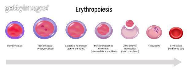 Stages of Erythropoiesis vector. Red blood cell maturation ...