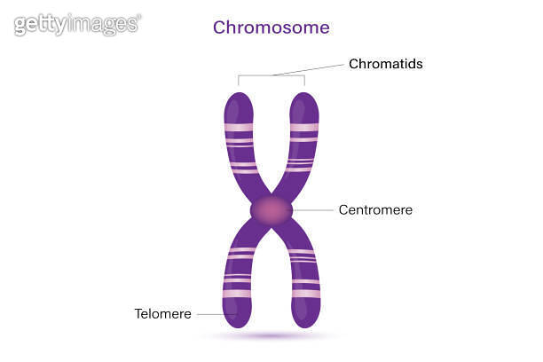Structure of chromosome vector. Infographics. Biological study ...