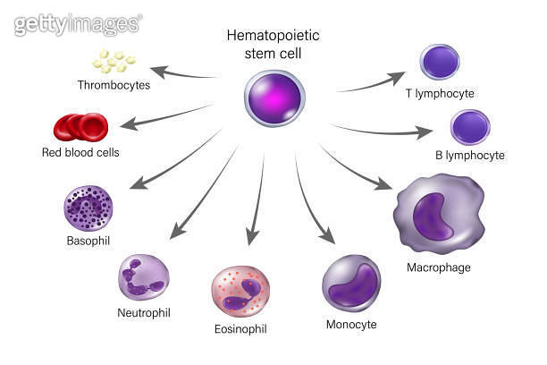 Hematopoietic stem cell. Erythrocytes, leukocytes and thrombocytes. 이미지 ...