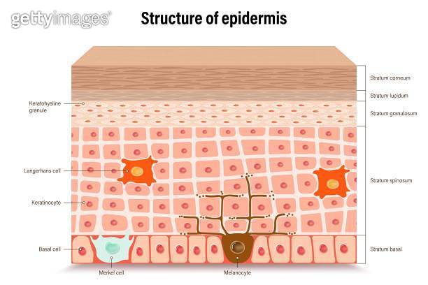Skin Structure And Function The Human Epidermis Evolves