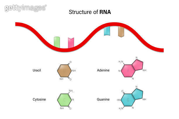 Structure of RNA. Ribonucleic acid. Nitrogenous base and Sugar ...