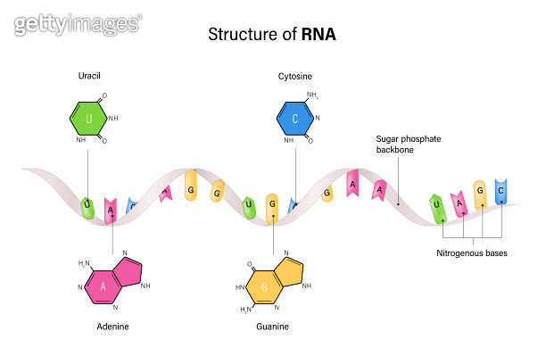 Structure of RNA. Ribonucleic acid. Nitrogenous base and Sugar ...