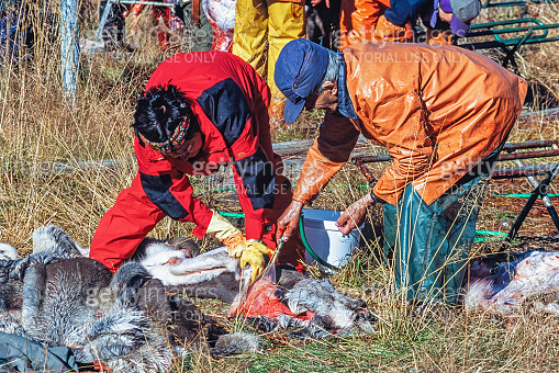 Sami people cleaning reindeer skins after slaughtering 이미지 (1611252480 ...