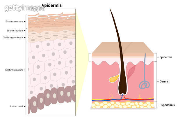 Epidermis layers of human skin cross section vector. Structure of the ...