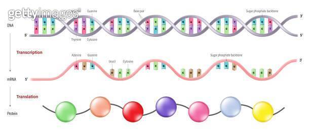 Transcription and Translation. Process of copying a segment of DNA into ...