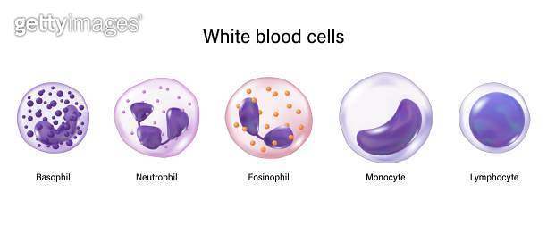 Type of white blood cells. Basophil, Neutrophil, Eosinophil, Monocyte ...