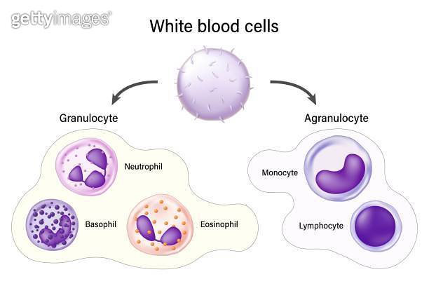 White blood cells. Granulocyte and Agranulocyte. Basophil, Neutrophil ...