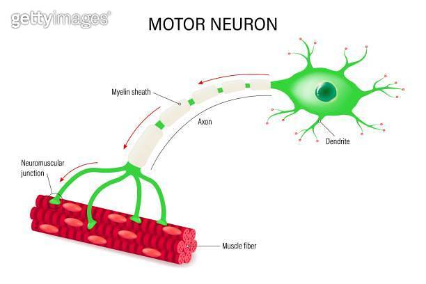 Motor neuron and muscle cell structure. Neuromuscular junction. Close ...
