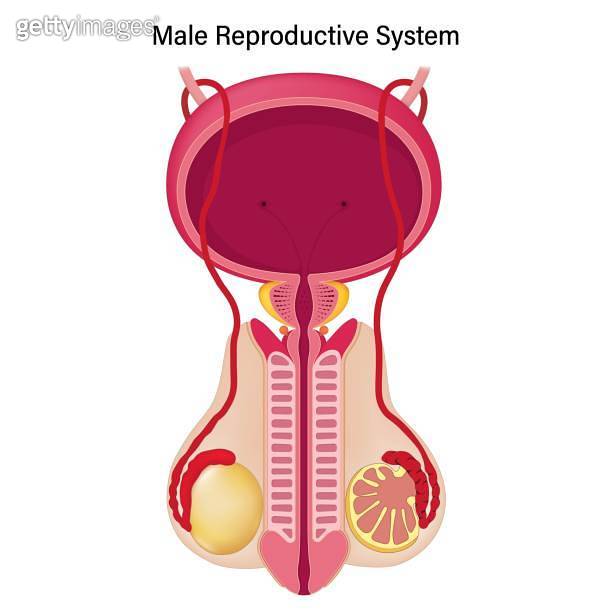 Anatomical Structure Of Male Reproductive System Reproductive Anatomy