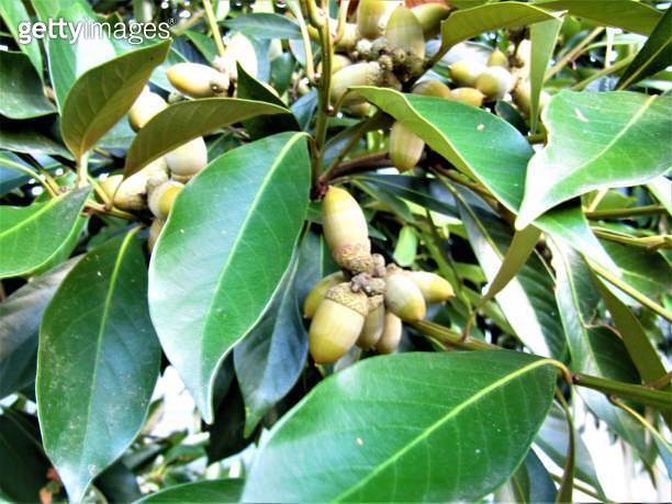 Japanese acorns, the nuts of Japanese evergreen oak - kashi tree ...