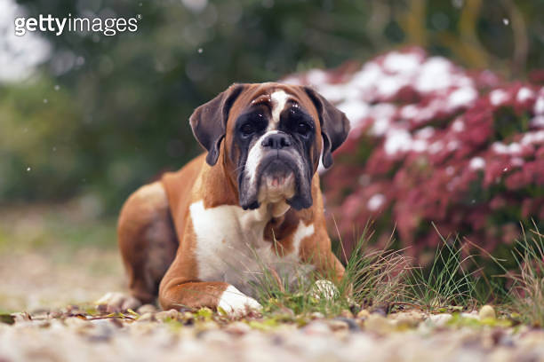 Cute fawn and white Boxer dog posing outdoors in a garden lying down on ...
