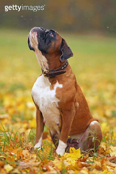 Adorable fawn and white Boxer dog with a brown leather collar posing ...
