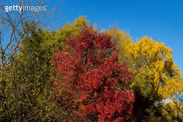 Beautiful and Colorful Trees during Autumn at Tompkins Square Park in ...