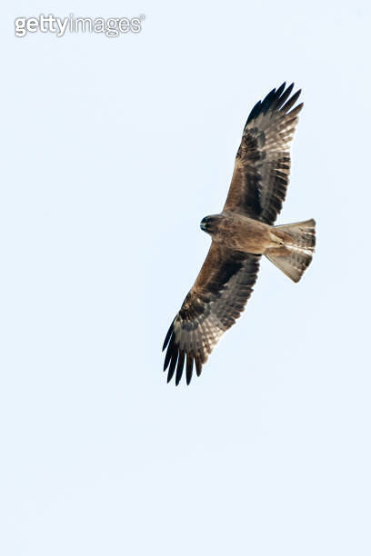 Booted Eagle, Dwergarend, Hieraaetus pennatus (1742796750) - 게티이미지뱅크