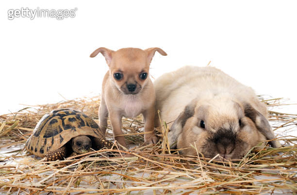 rabbit, chihuahua and turtle in studio (1857447929) - 게티이미지뱅크