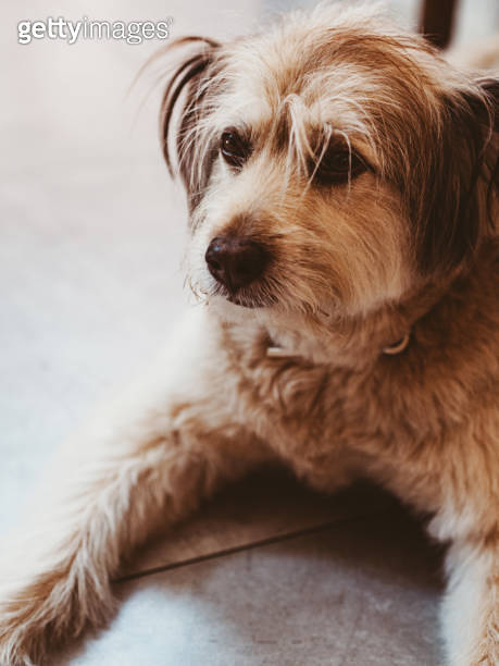 Portrait of sad dog lying on floor on front paws, waiting for people to ...