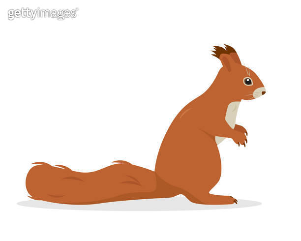 Red Squirrel witn ljng fluffy tail. Wild mammal forest animal character ...