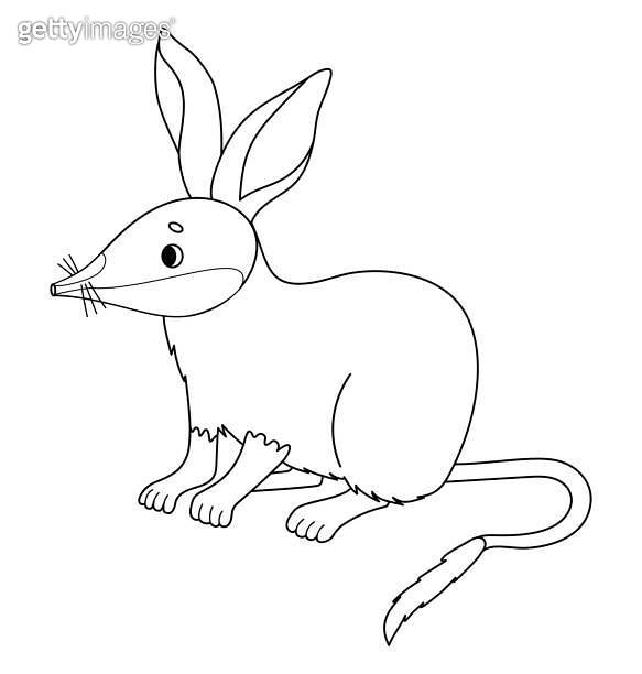 Australian animal bilby. Cute wild mammal. Vector illustration. Linear ...