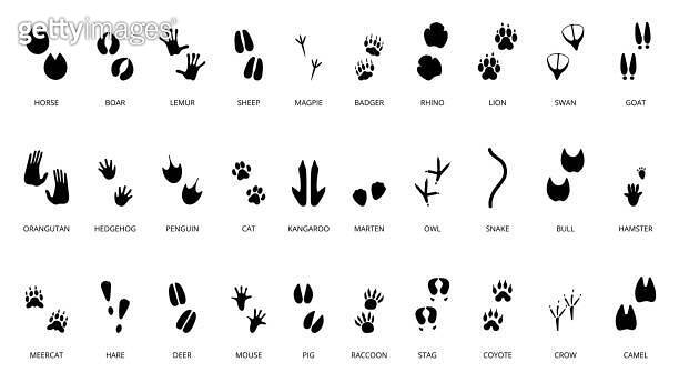Animals steps black silhouettes. Wild animal, birds and reptile ...