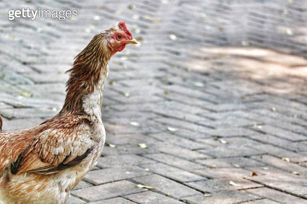 Indonesian local hen, with a long neck and dominantly brown, white and ...