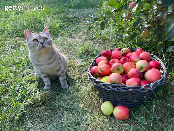 Basket of apples and cat looking on apple tree in fruit garden. 이미지 ...