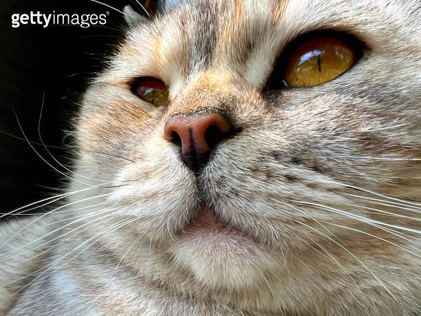 Cat face closeup, adorable kitty. 이미지 (1711698232) - 게티이미지뱅크