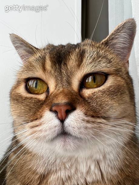 British cat funny face, portrait 이미지 (1826841366) - 게티이미지뱅크