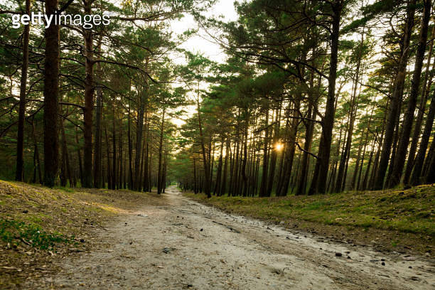 Morning Sunlight in Pinewood Forest. Trail, Forest Path in Background ...