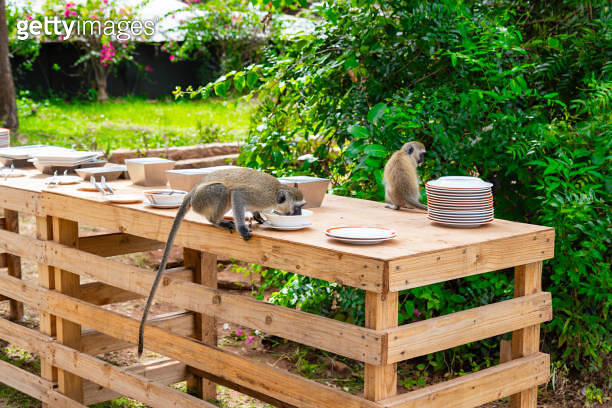 Monkeys eat the remains of food on the tables in a resort 이미지 ...