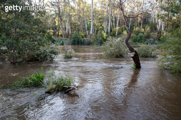 Submerged riverbank and eucalyptus trees from the flooded Yarra River ...