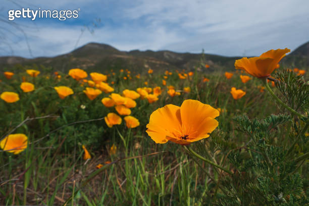 California super bloom. Golden poppies close up. California State ...