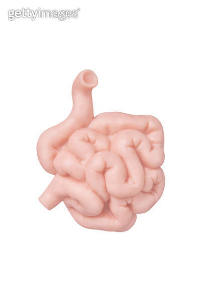 Human small intestine model isolated on white background close up. The ...