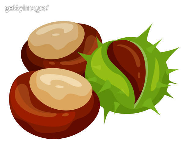 Chestnut pile cartoon nut half and whole edible plant isometric vector ...