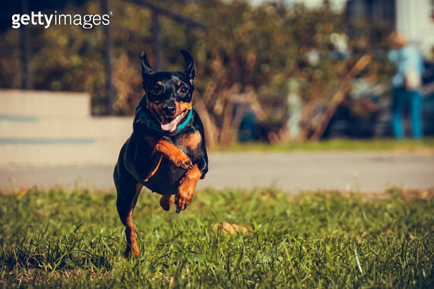 Cute miniature pinscher dog running and jumping in the grass 이미지 ...
